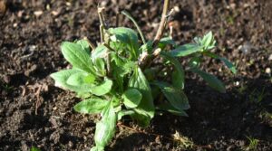 How and When to Transplant Coneflowers For Best Results