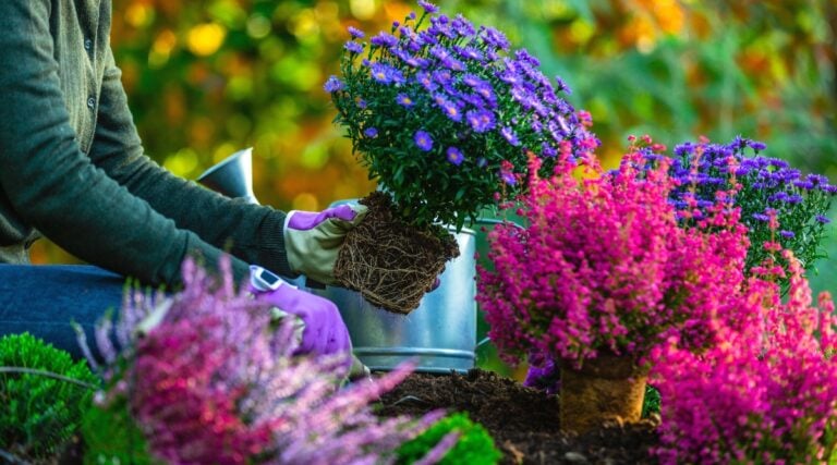 15 Tips For Creating a Beautiful Butterfly Garden