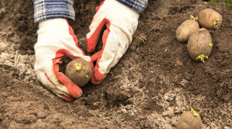Potato Growth Stages: How Fast Do Potato Plants Grow?