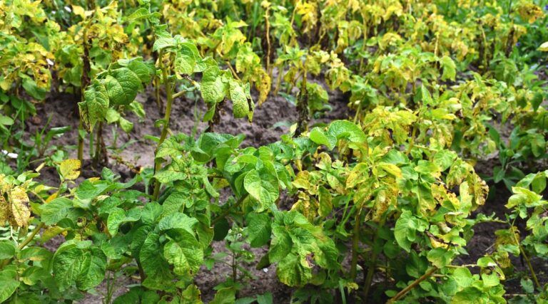 Potato Growth Stages: How Fast Do Potato Plants Grow?