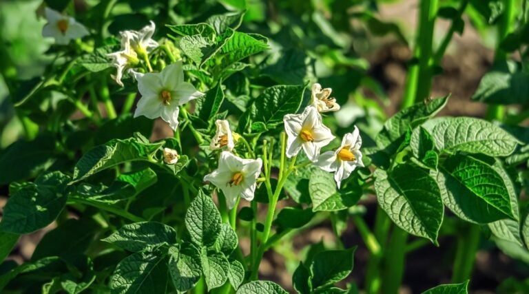 Potato Growth Stages: How Fast Do Potato Plants Grow?