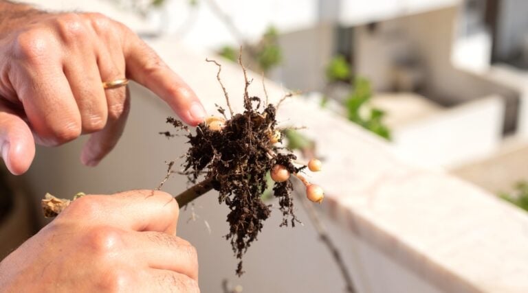 Potato Growth Stages: How Fast Do Potato Plants Grow?