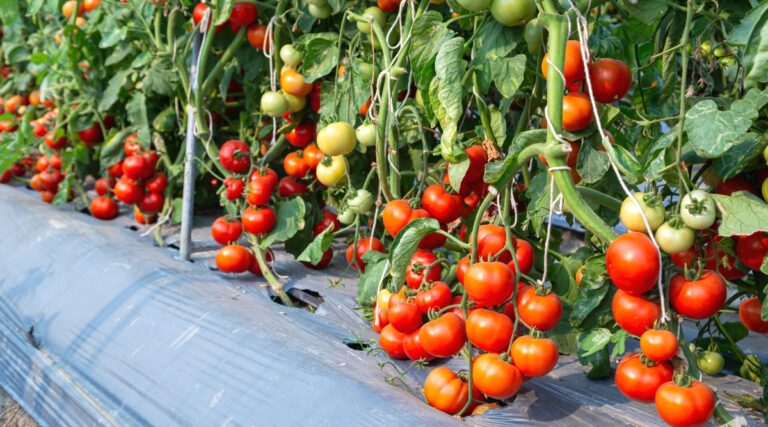9 Reasons Your Tomatoes Aren't Ripening This Season