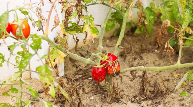How to Identify, Treat, and Prevent Early Blight in Tomatoes