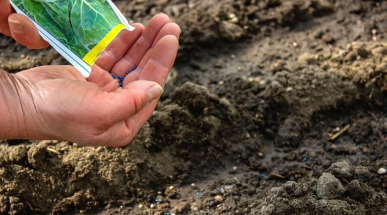 Cabbage Spacing: How Far Apart Should You Plant Cabbage?