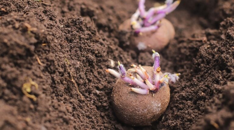 Potato Growth Stages: How Fast Do Potato Plants Grow?