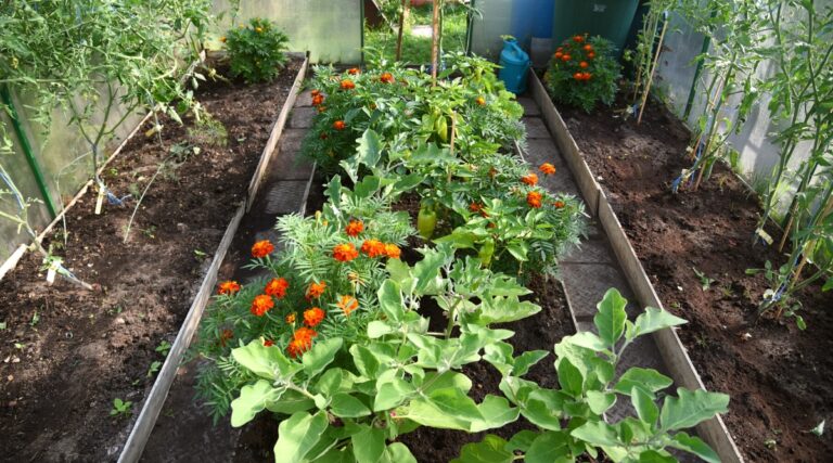 Can You Plant Tomatoes With Eggplant?