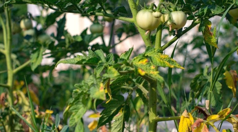 How to Identify, Treat, and Prevent Early Blight in Tomatoes