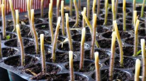 Grafting Tomatoes: The Secret to Unlocking Amazing Tomatoes