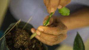 Grafting Tomatoes: The Secret to Unlocking Amazing Tomatoes