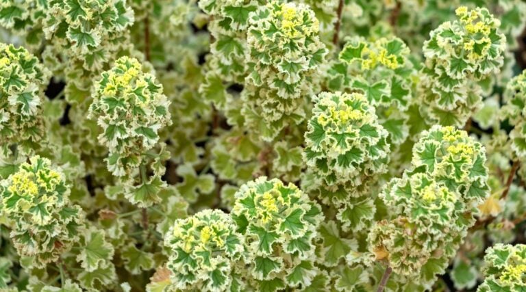 17 Scented Geraniums For Your Flowerbeds