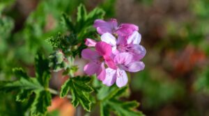 17 Scented Geraniums For Your Flowerbeds