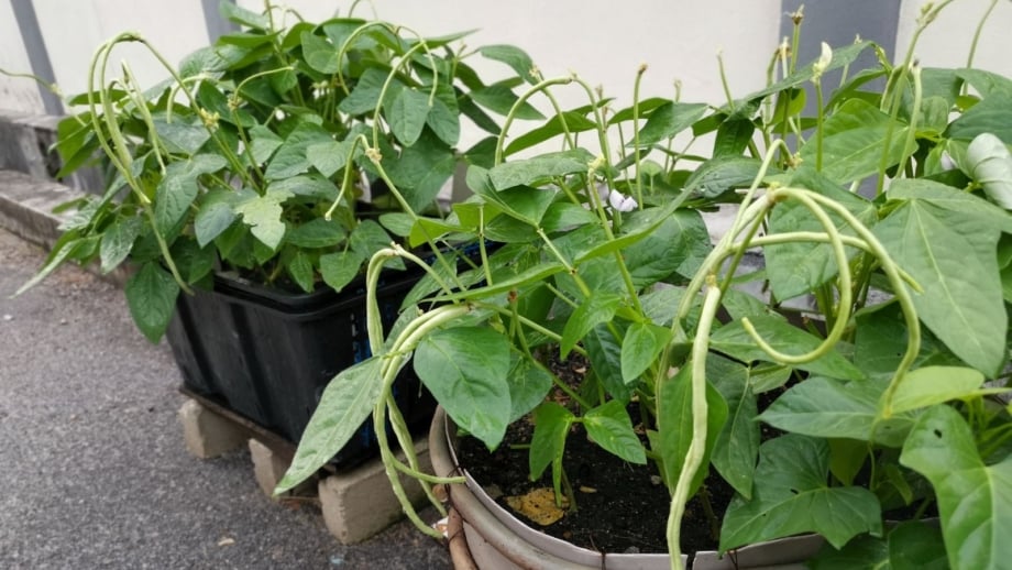 How to Grow Green Beans in Pots or Containers