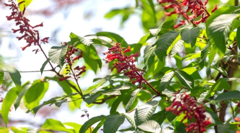 27 Native Plants That Attract Hummingbirds
