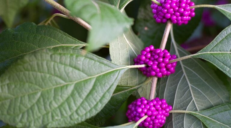How to Plant, Grow and Care For American Beautyberry