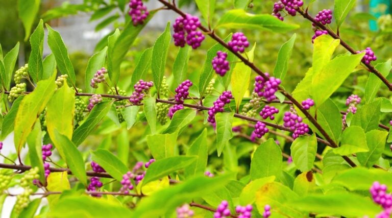 How to Plant, Grow and Care For American Beautyberry