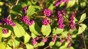 How to Plant, Grow and Care For American Beautyberry