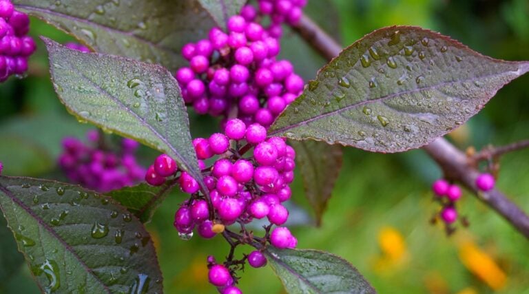 How to Plant, Grow and Care For American Beautyberry