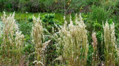 How to Plant, Grow and Care For Swamp Sunflowers