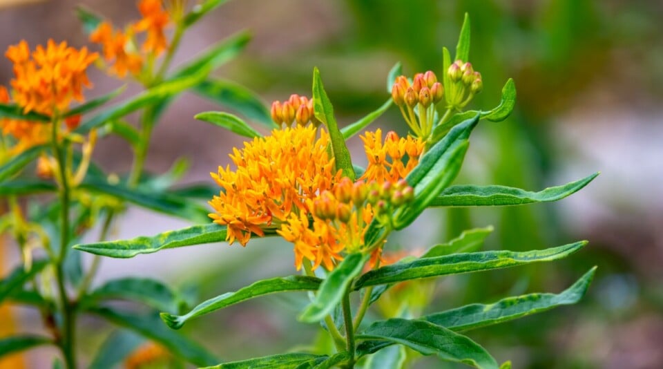 19 Perennial Companion Plants for Blazing Star Flowers