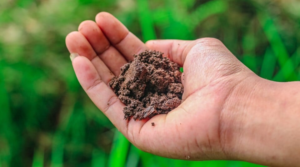 How to Plant, Grow and Care For Swamp Sunflowers