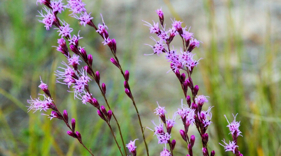 How to Plant, Grow and Care For Blazing Star Flowers