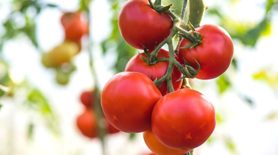 19 Early Season Tomato Varieties For Your Garden