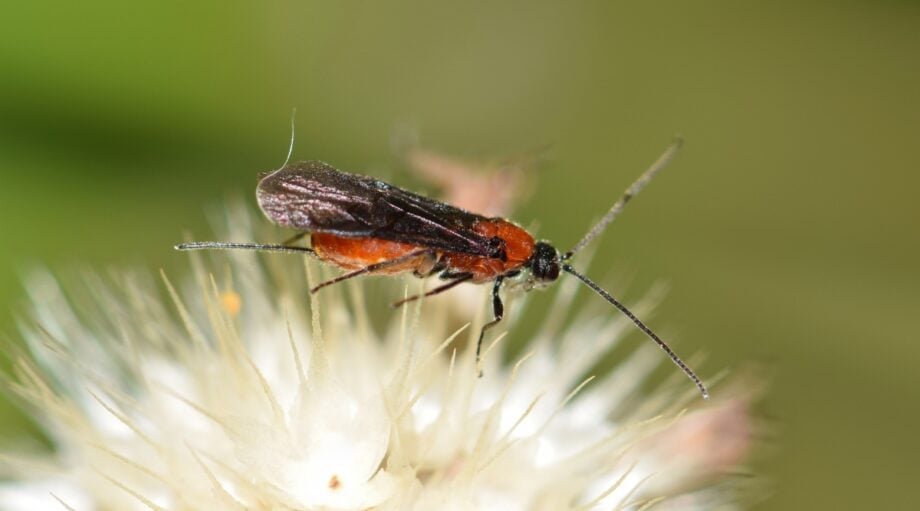 15 Beneficial Predators to Attract to Your Garden