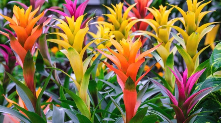 17 Plants for a Thriving Tropical Landscape