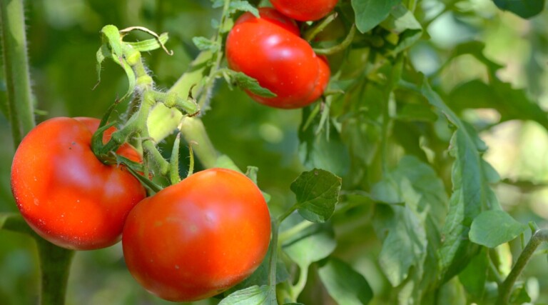 19 Early Season Tomato Varieties For Your Garden