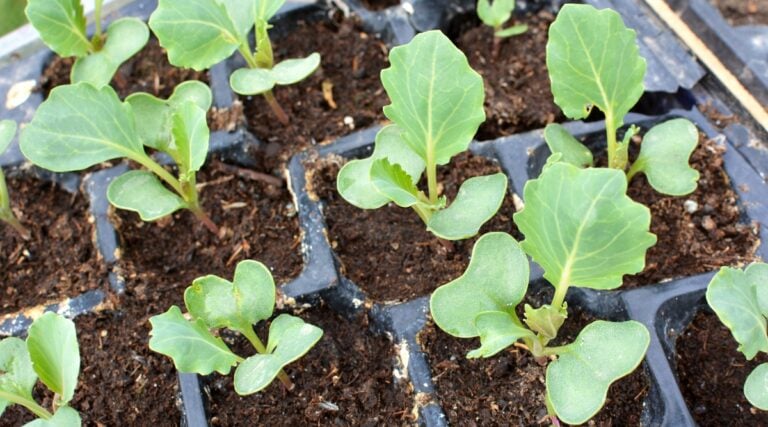 Cabbage Growth Stages: How Fast Does Cabbage Grow?