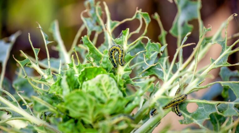 Cabbage Growth Stages: How Fast Does Cabbage Grow?