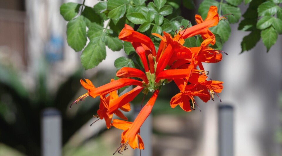 How to Plant, Grow, and Care for Cape Honeysuckle
