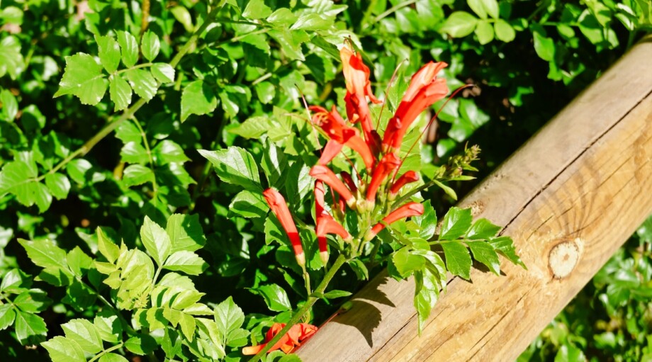 How to Plant, Grow, and Care for Cape Honeysuckle