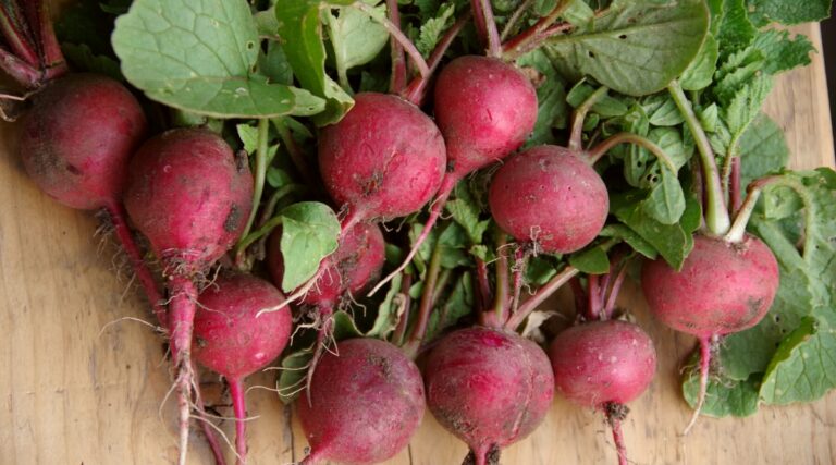 10 Tips for Growing Radishes in Pots or Containers