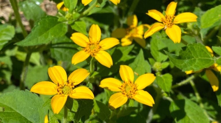 17 Deer Resistant Native Plants to Grow This Season