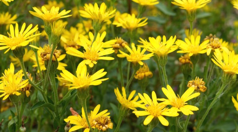 37 Drought Tolerant Native Plants to Grow This Season