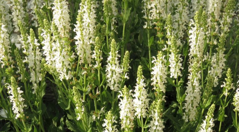 21 Native Plants That Thrive in the Shade
