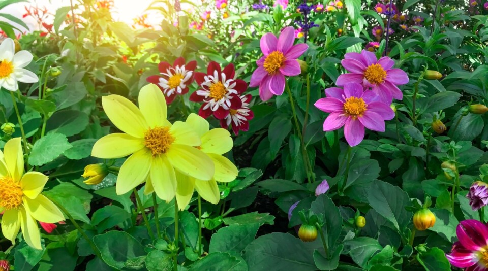 How to Plant, Grow and Care For Swamp Sunflowers