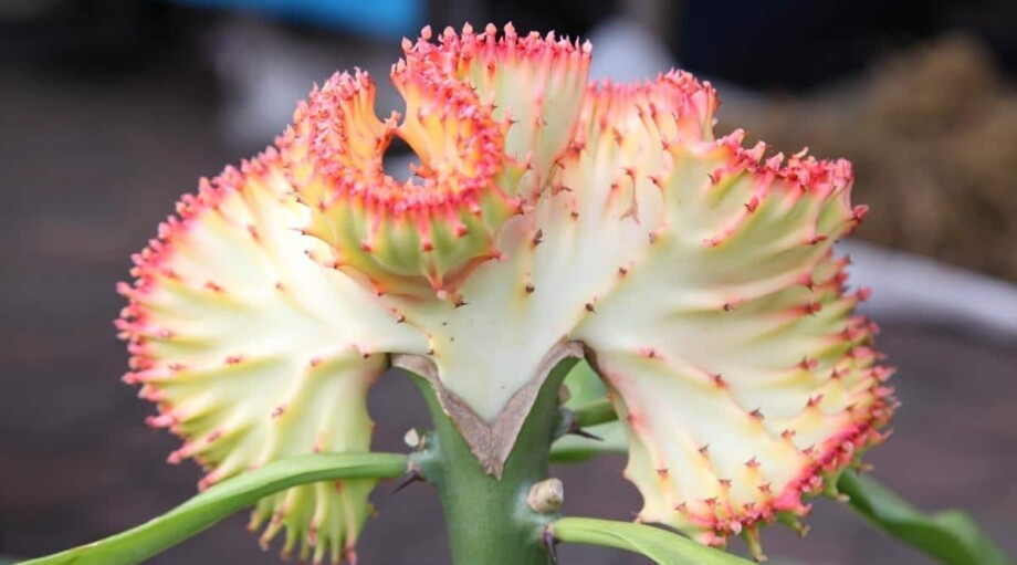 How to Plant, Grow and Care for Coral Cactus