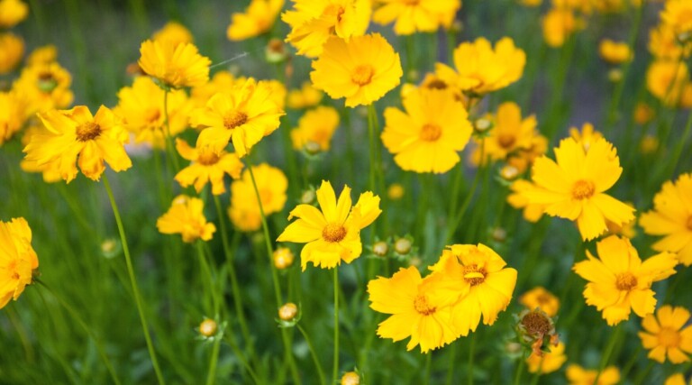 31 Self Seeding Perennial Flowers to Grow This Season