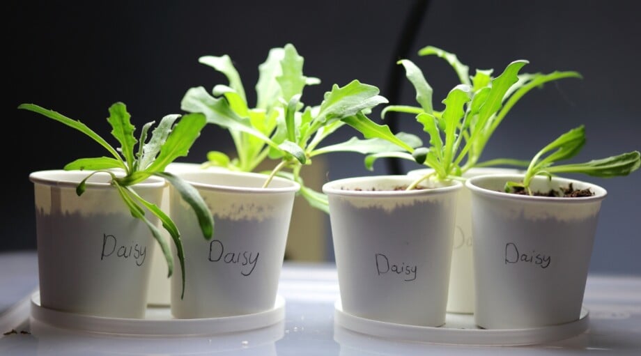 How to Plant, Grow, and Care For Montauk Daisies