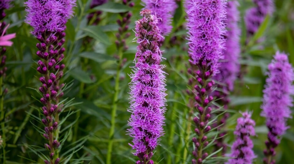 How to Plant, Grow and Care For Blazing Star Flowers