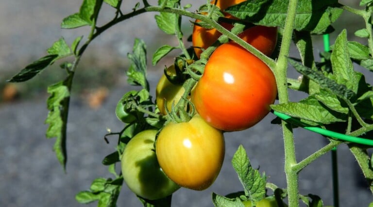 19 Early Season Tomato Varieties For Your Garden