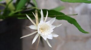 21 Night Blooming Flowers For a Captivating Moon Garden