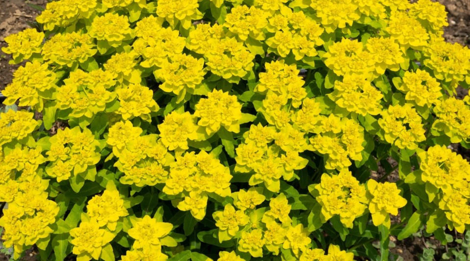 31 Self Seeding Perennial Flowers to Grow This Season