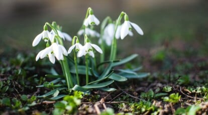 57 Plants That Are Toxic to Animals, and 31 Safe Alternatives