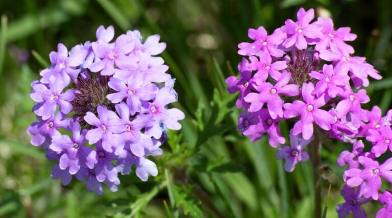 37 Drought Tolerant Native Plants to Grow This Season