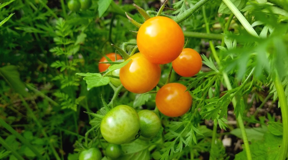 19 Early Season Tomato Varieties For Your Garden