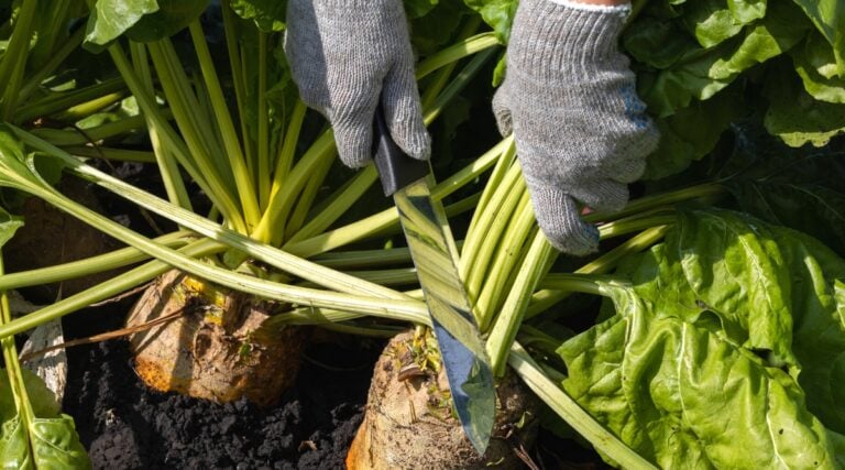 How to Sharpen Garden Tools in 7 Simple Steps